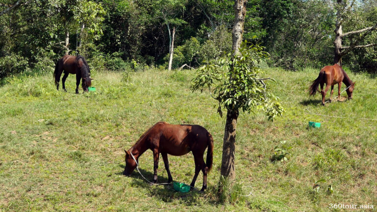 Borneo Happy Farm at Kuching | 360Tour.Asia
