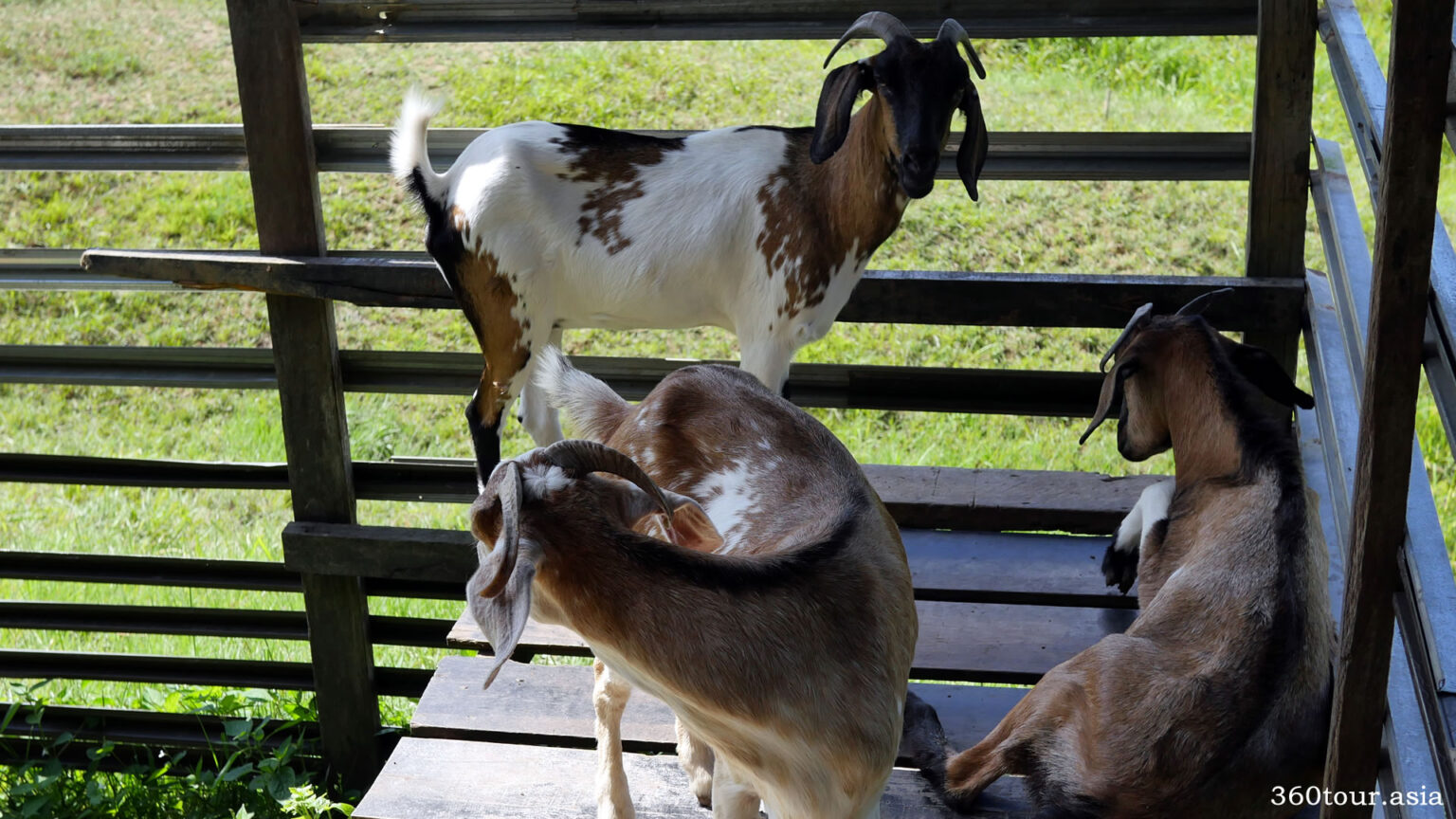 Borneo Happy Farm at Kuching | 360Tour.Asia