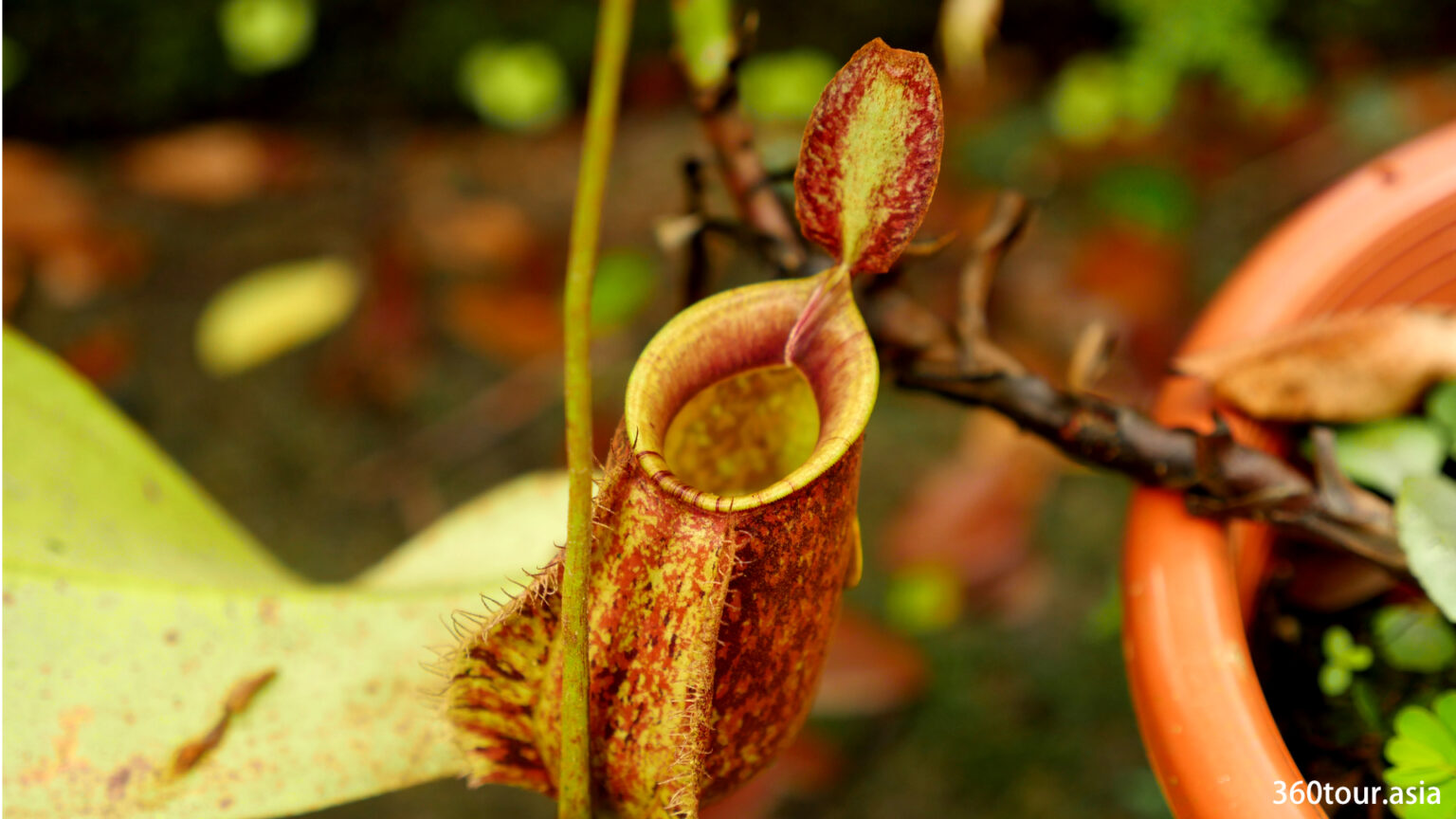 Pitcher Plant Garden at Kota Padawan Kuching Sarawak | 360Tour.Asia