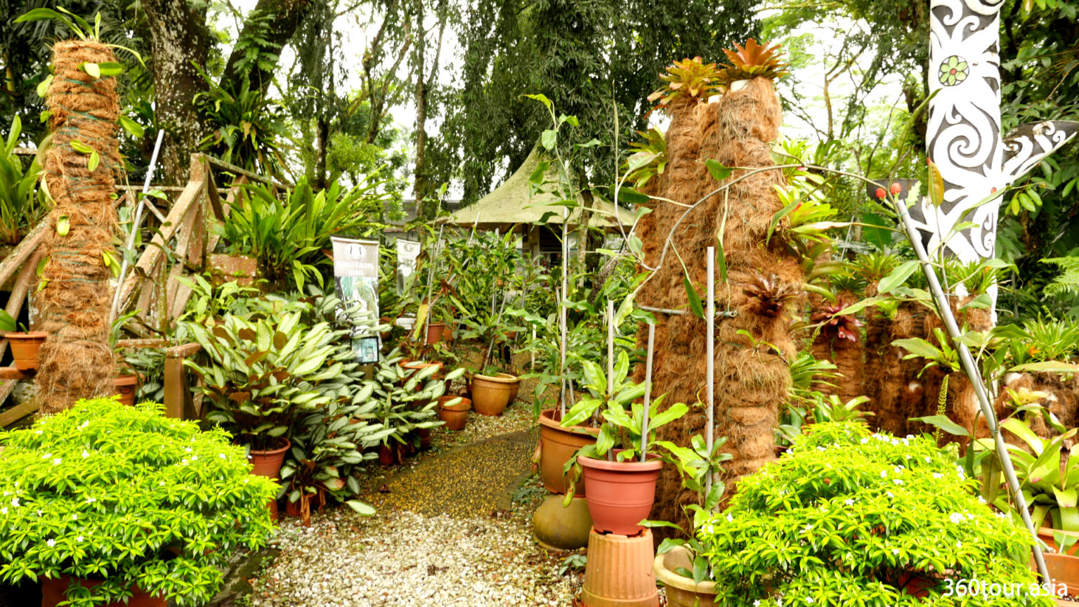 Pitcher Plant Garden at Kota Padawan Kuching Sarawak | 360Tour.Asia